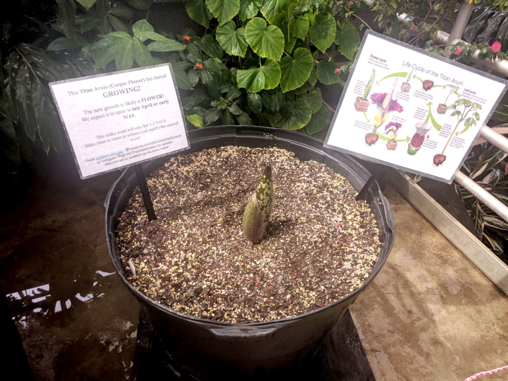 Botanical Gardens | Titan Arum