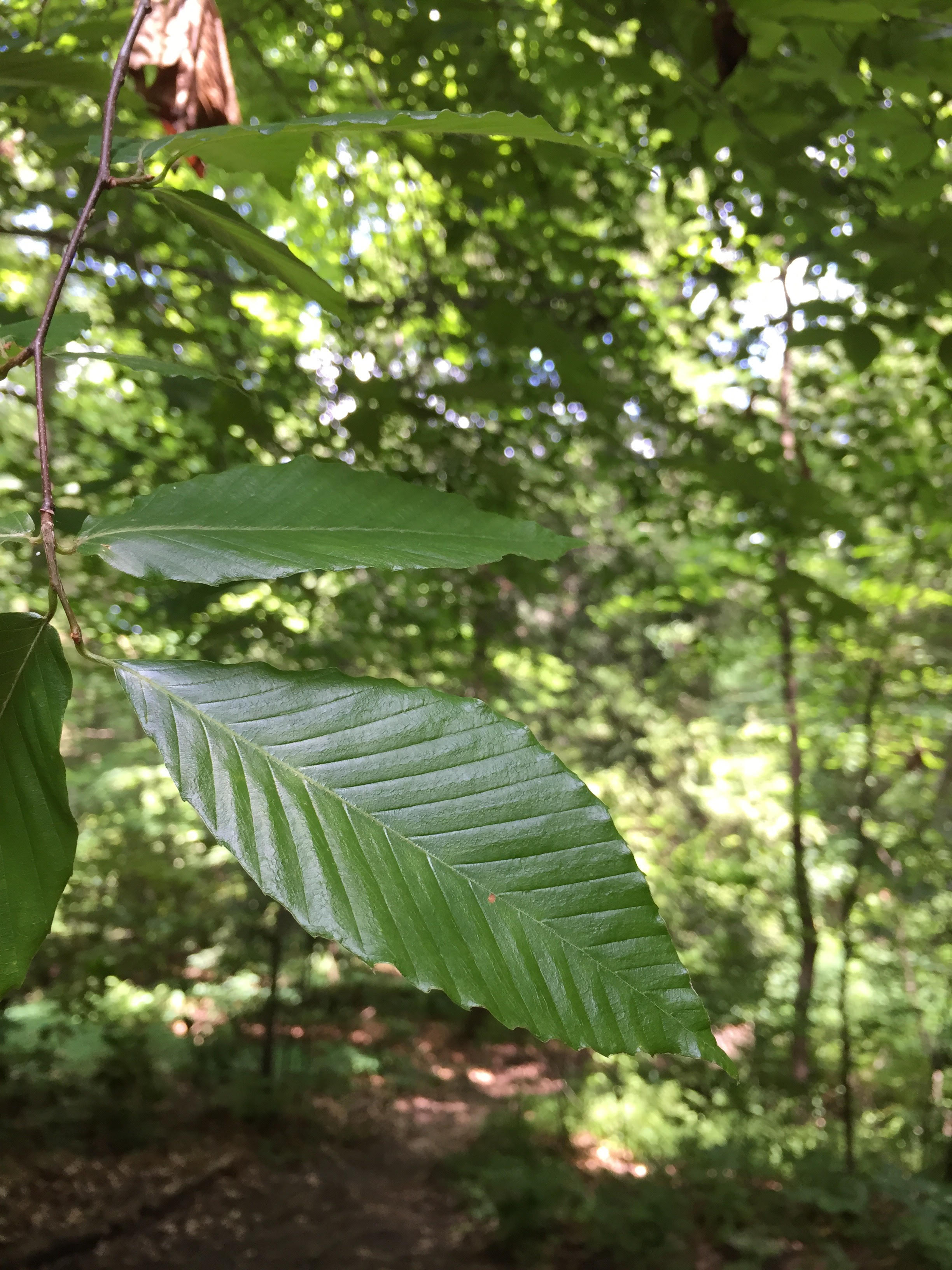 Botanical Gardens | Christina Creekmore Todd: American Beech