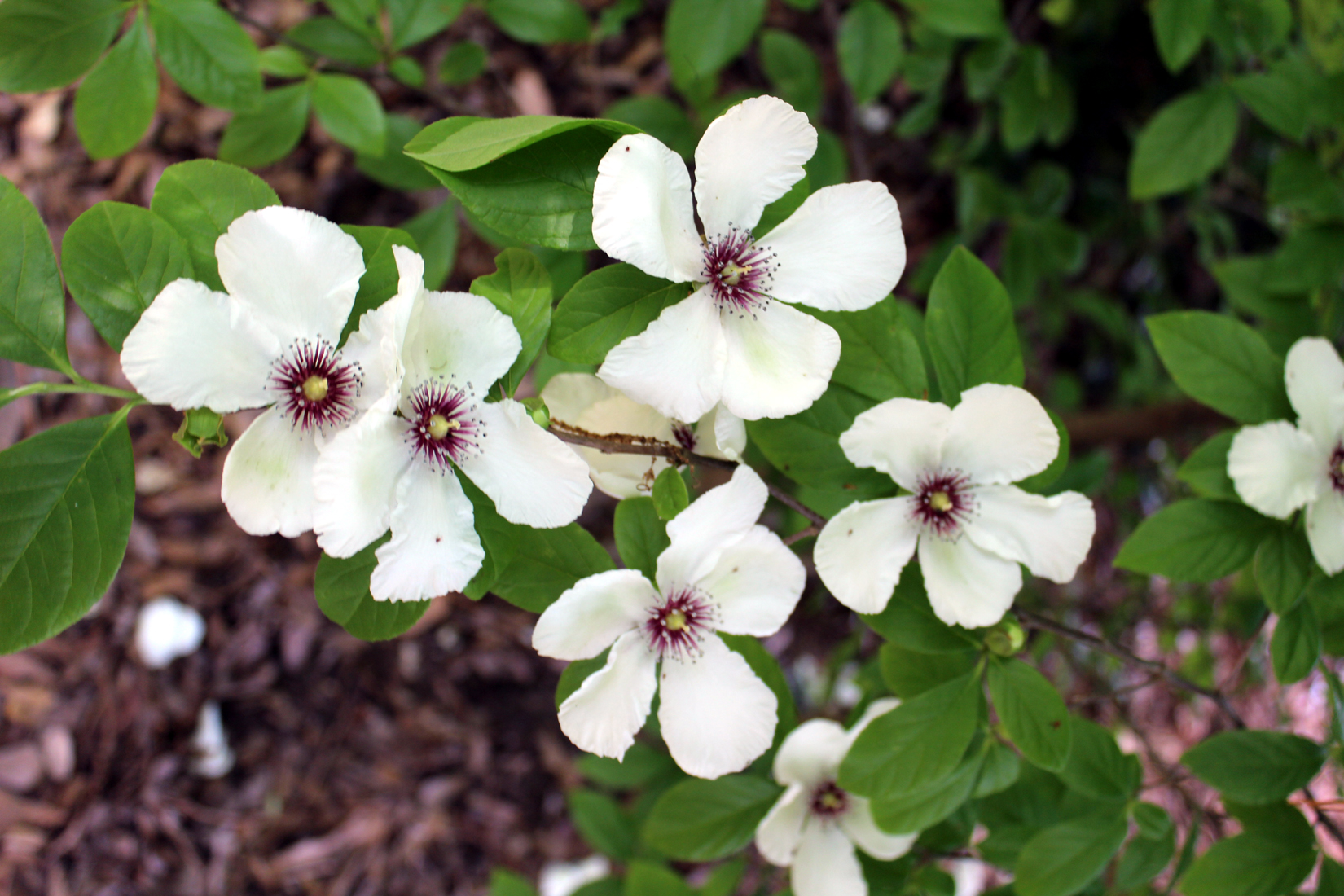 Botanical Gardens | Ruth Burnett: Silky Camellia