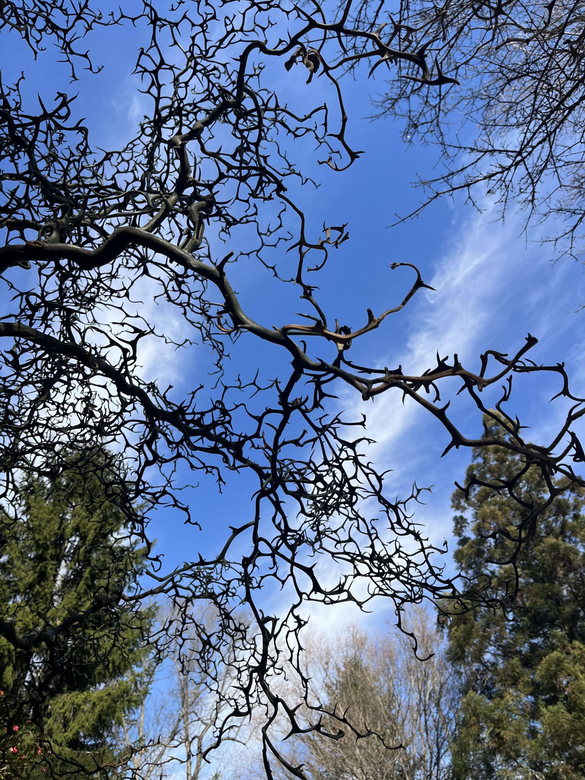 Botanical Gardens | Darlene Lynn Thompson: Flying Dragon Orange